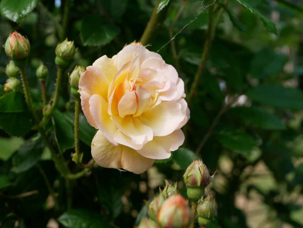 Pap - Diana's mooie moestuin