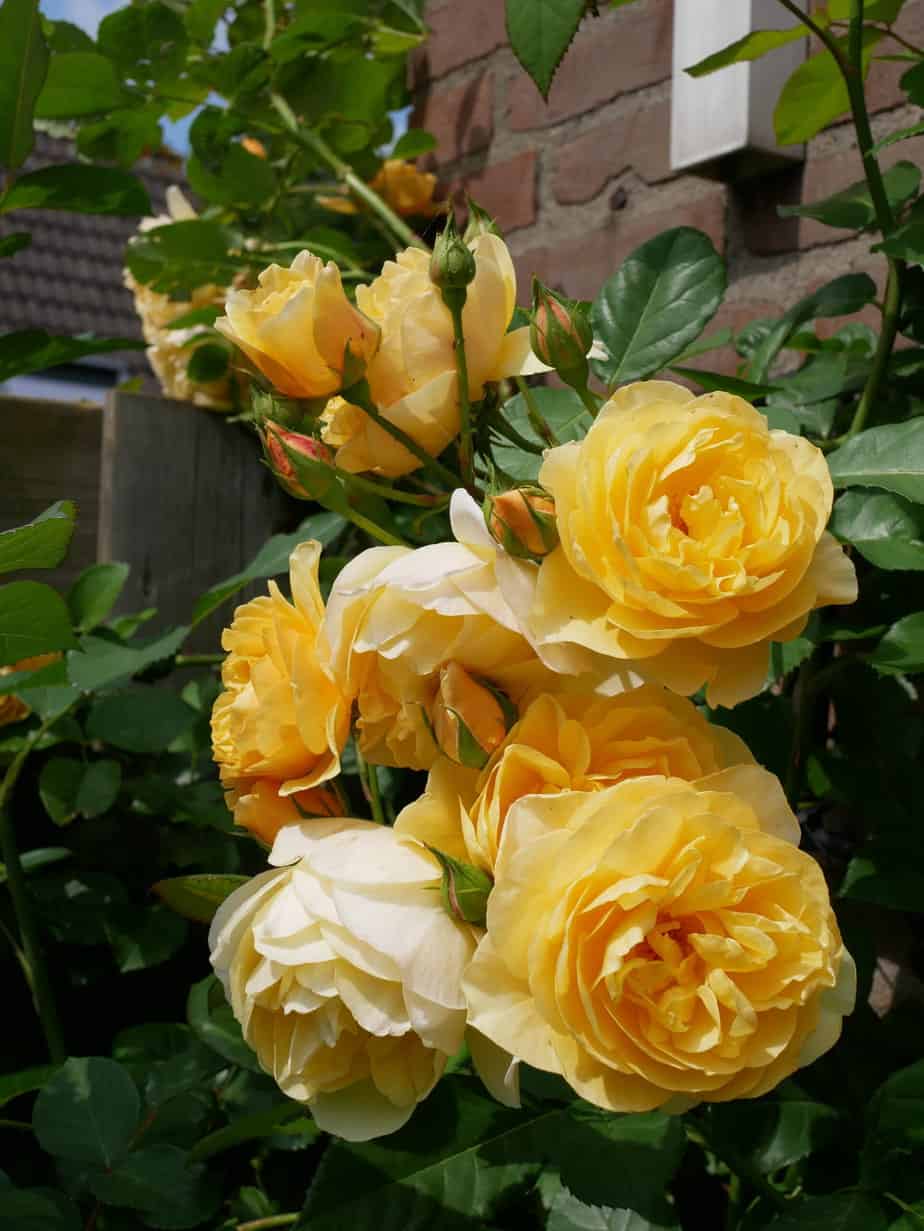 Bedekking - Diana's mooie moestuin