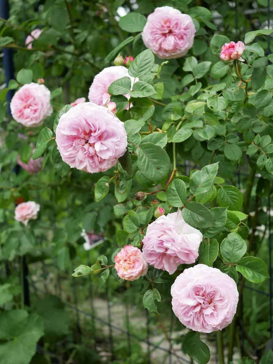 Over rozen - Diana's mooie moestuin
