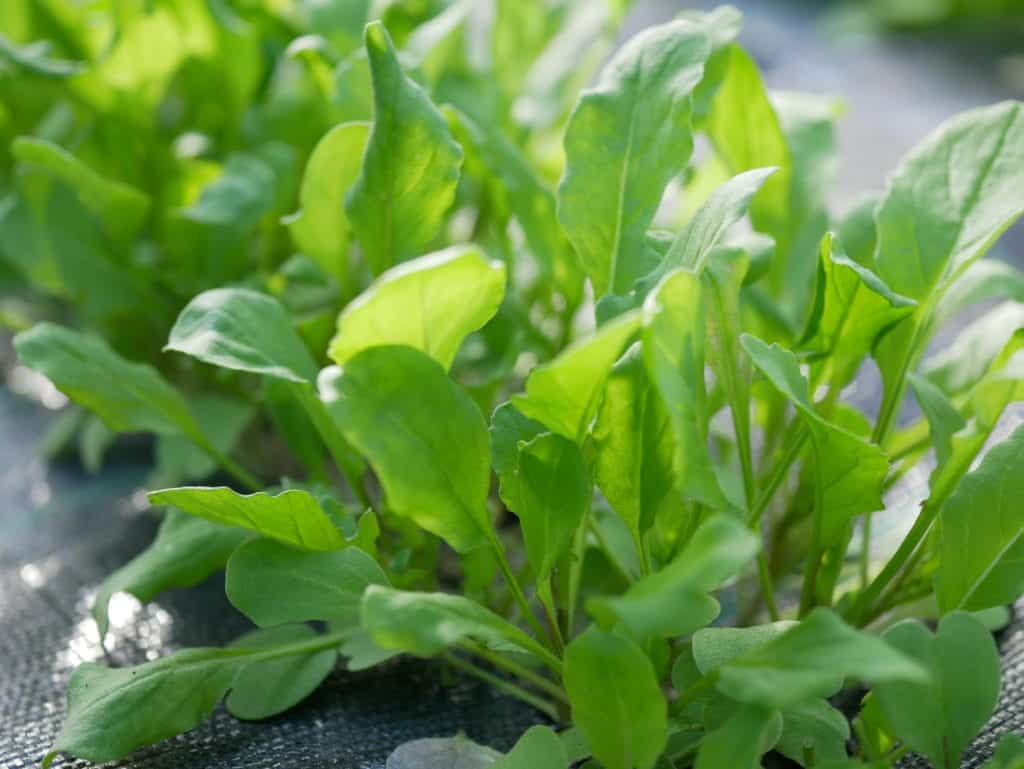 Rucola - Diana's mooie moestuin