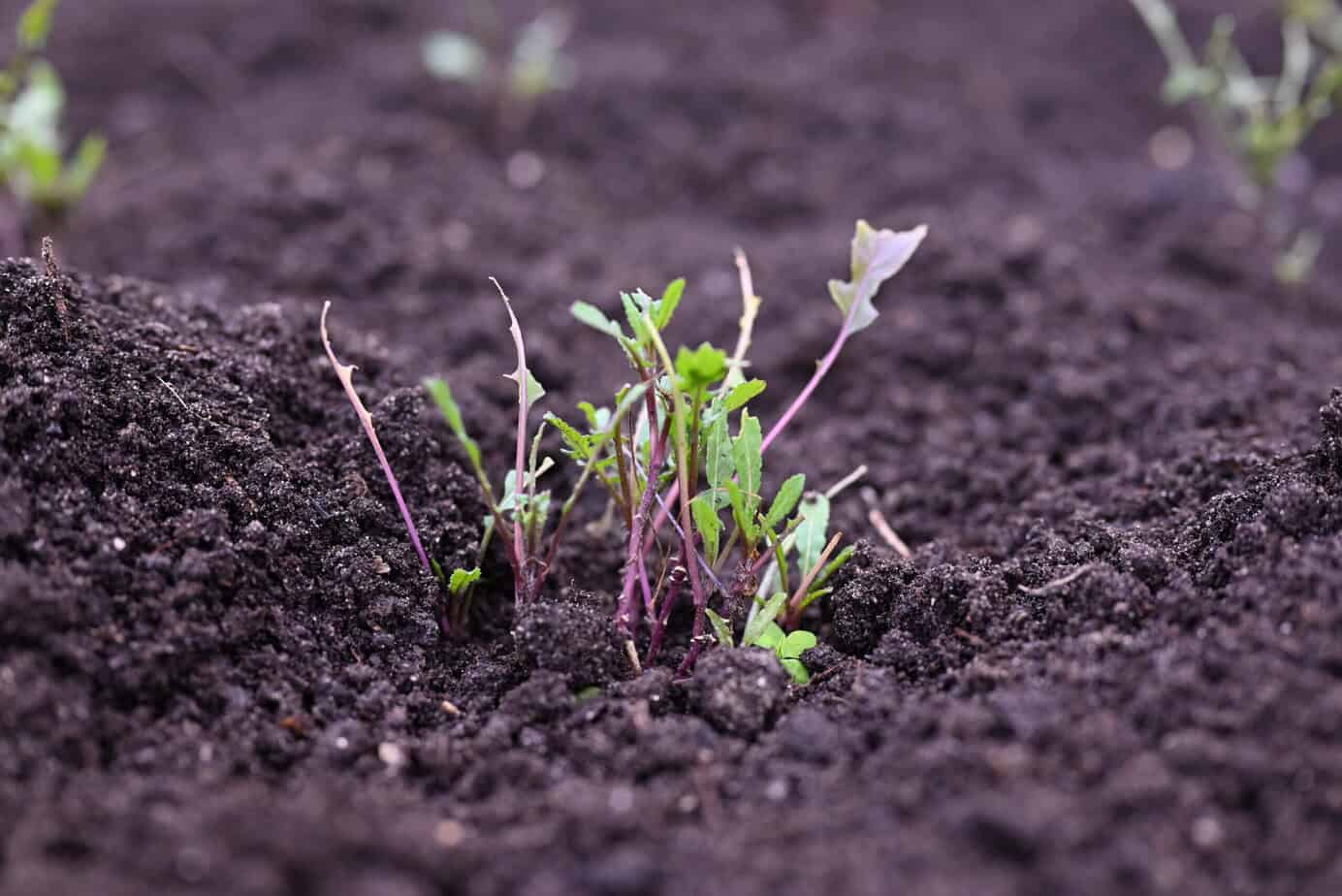 Kijken en vergelijken - Diana's mooie moestuin