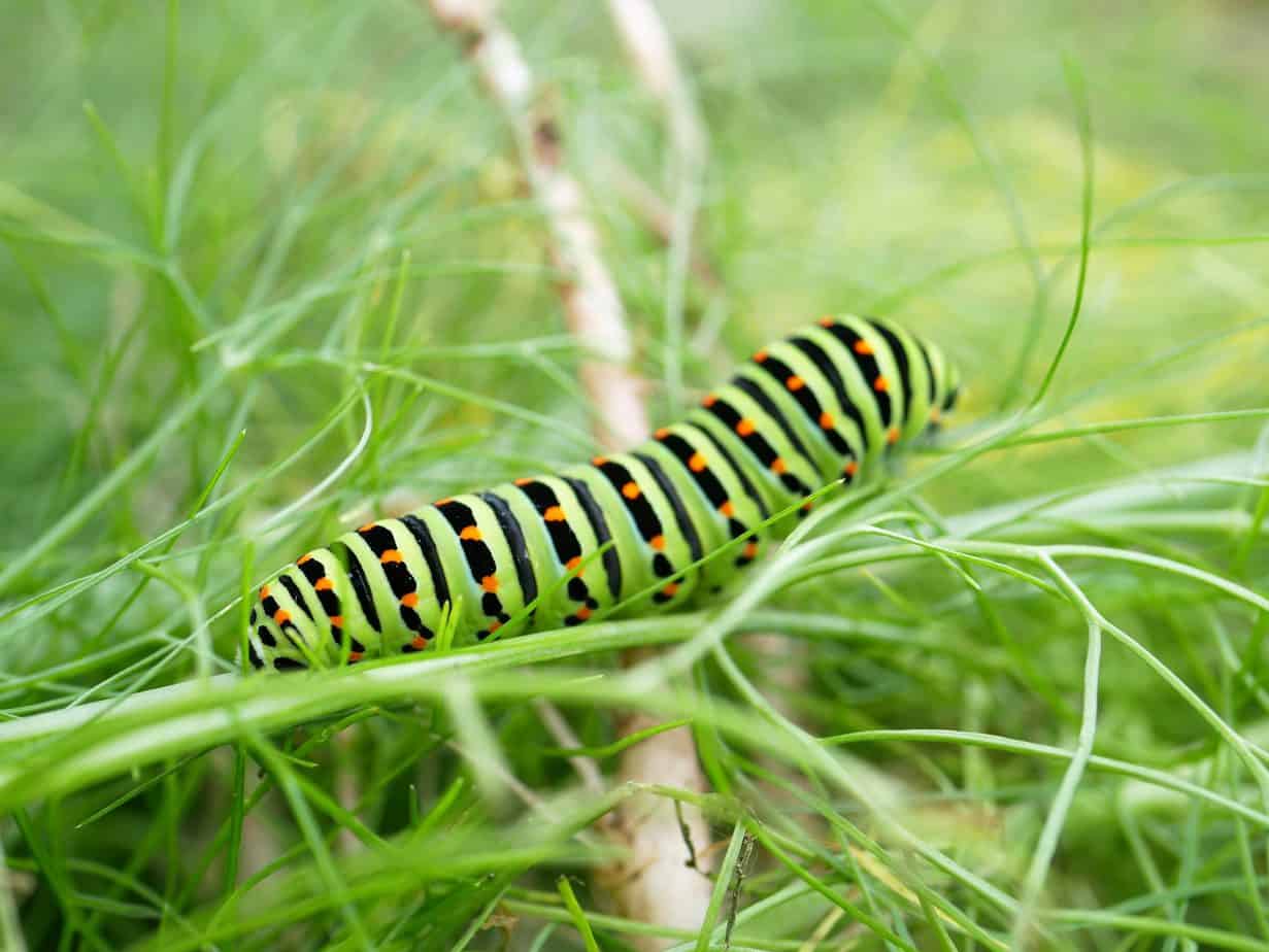 Discriminatie - Diana's mooie moestuin
