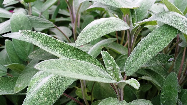 Salie | Diana's mooie moestuin