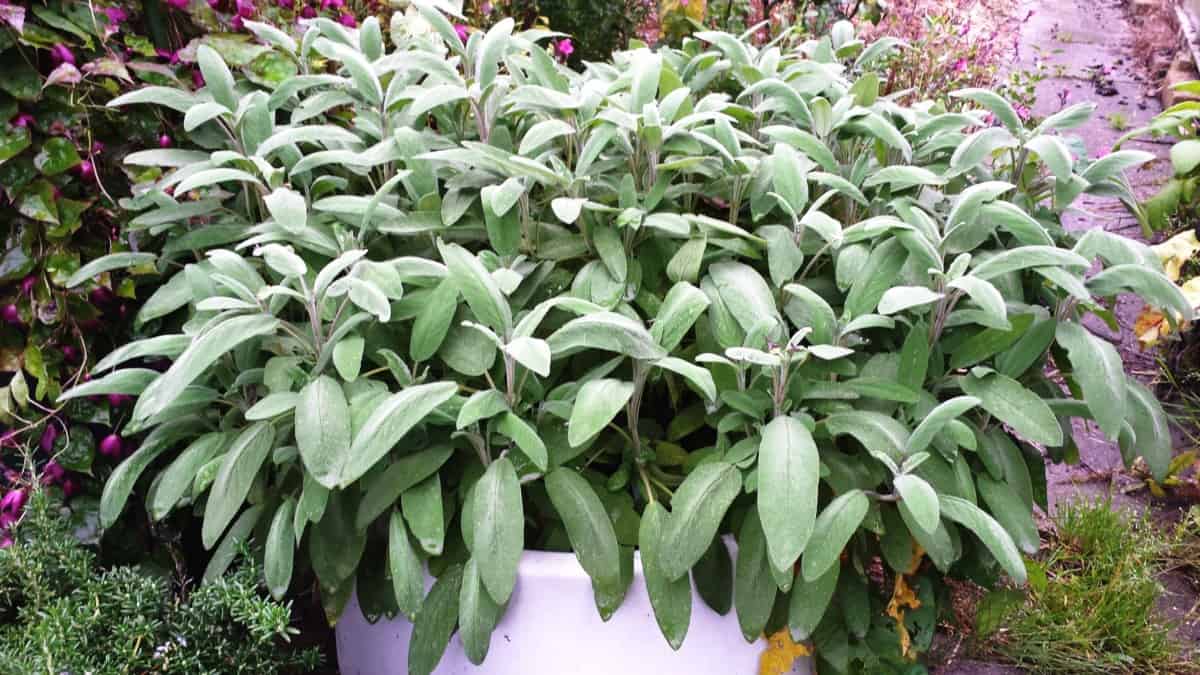 Salie - Diana's mooie moestuin