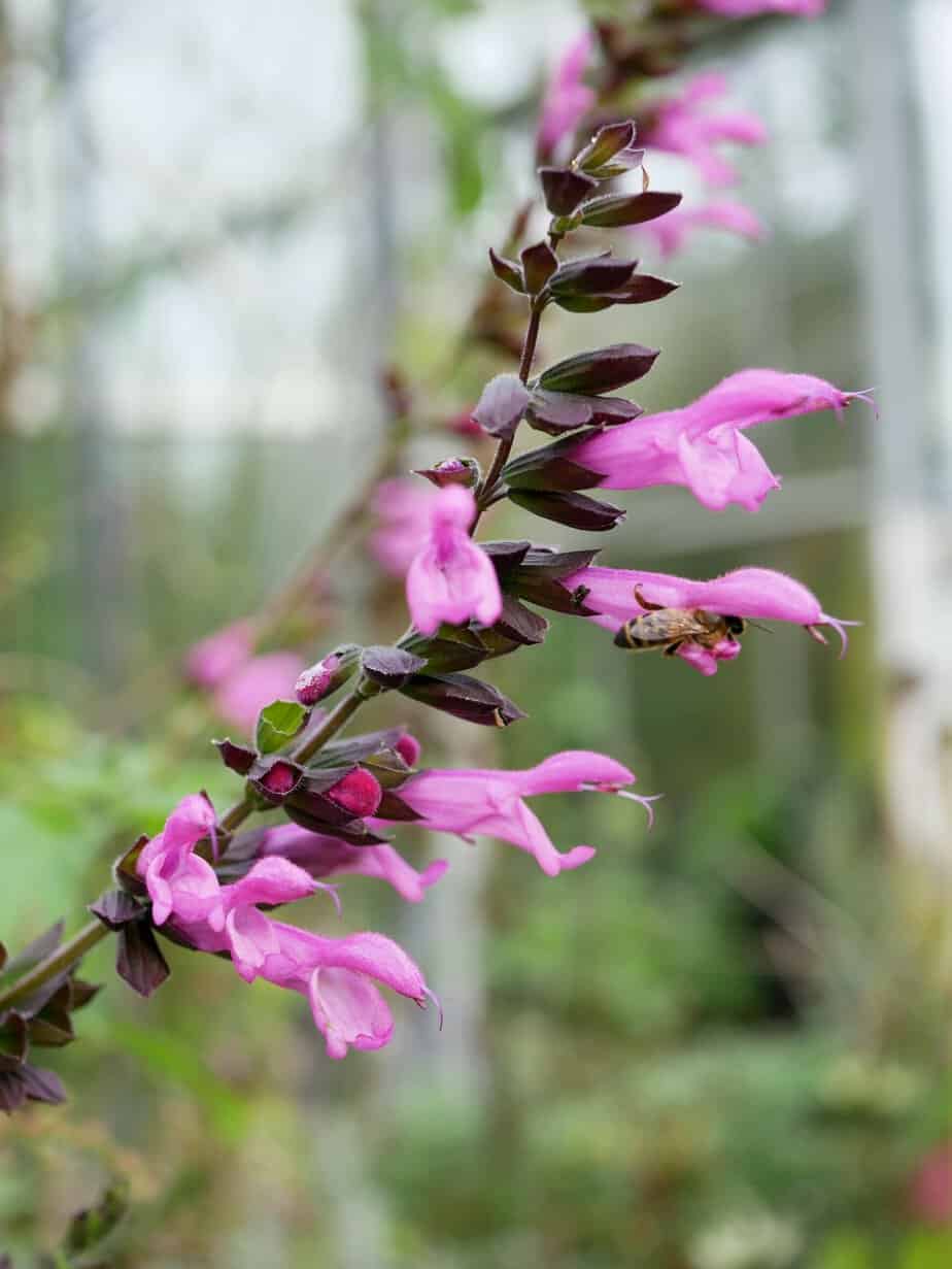 Bijzonder - Diana's mooie moestuin