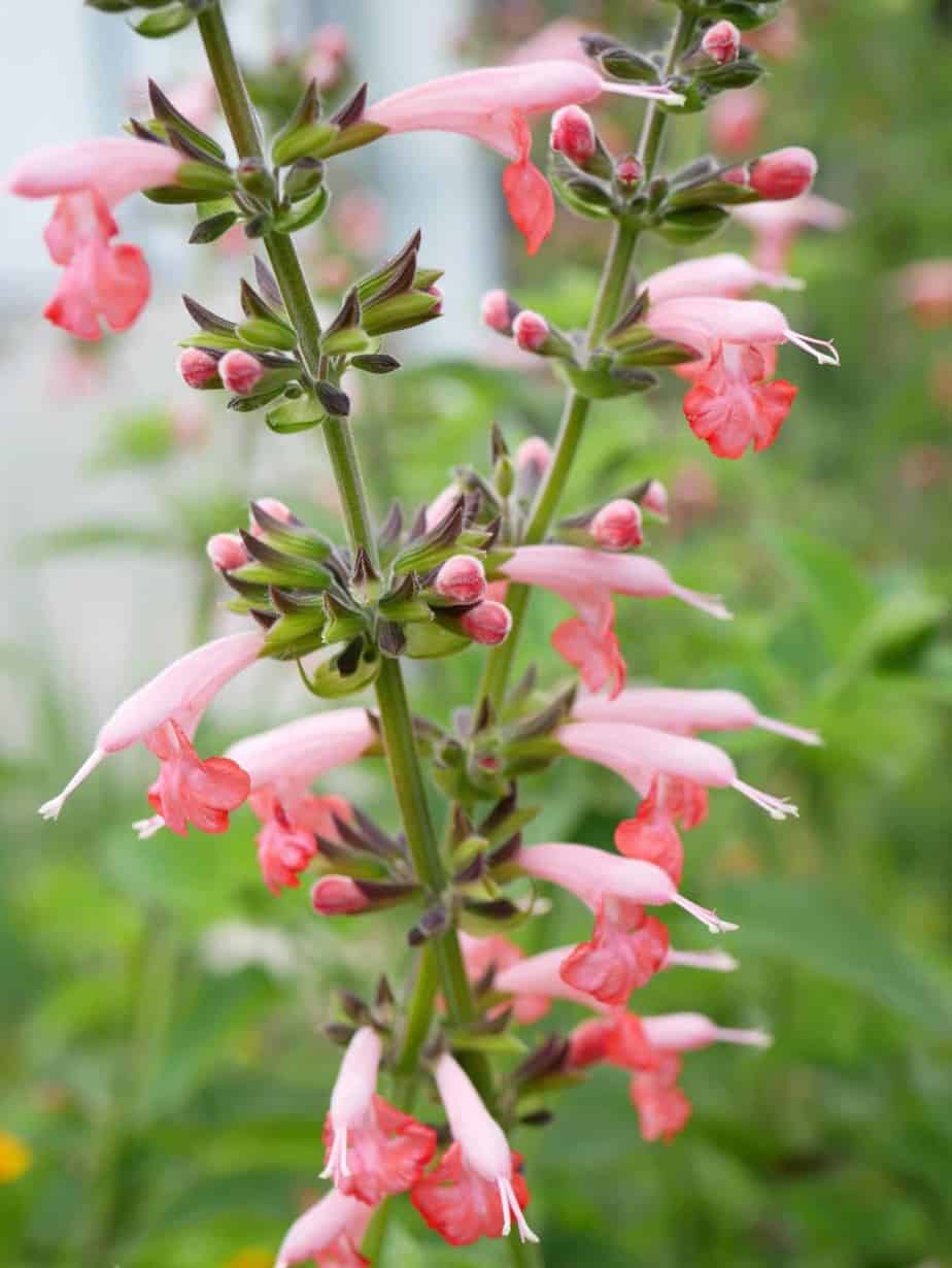 Salvia coccinea - Diana's mooie moestuin