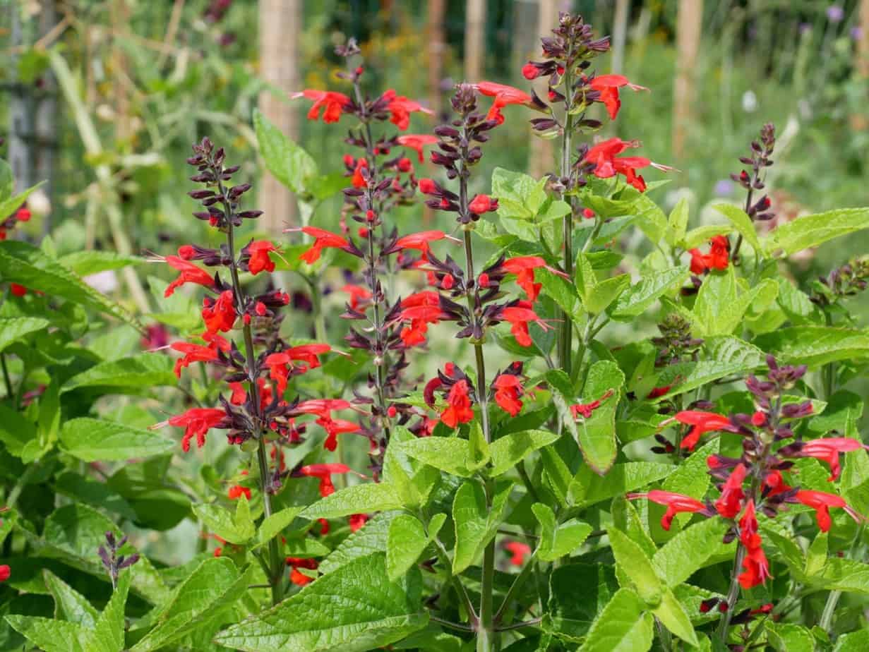 Salvia coccinea - Diana's mooie moestuin
