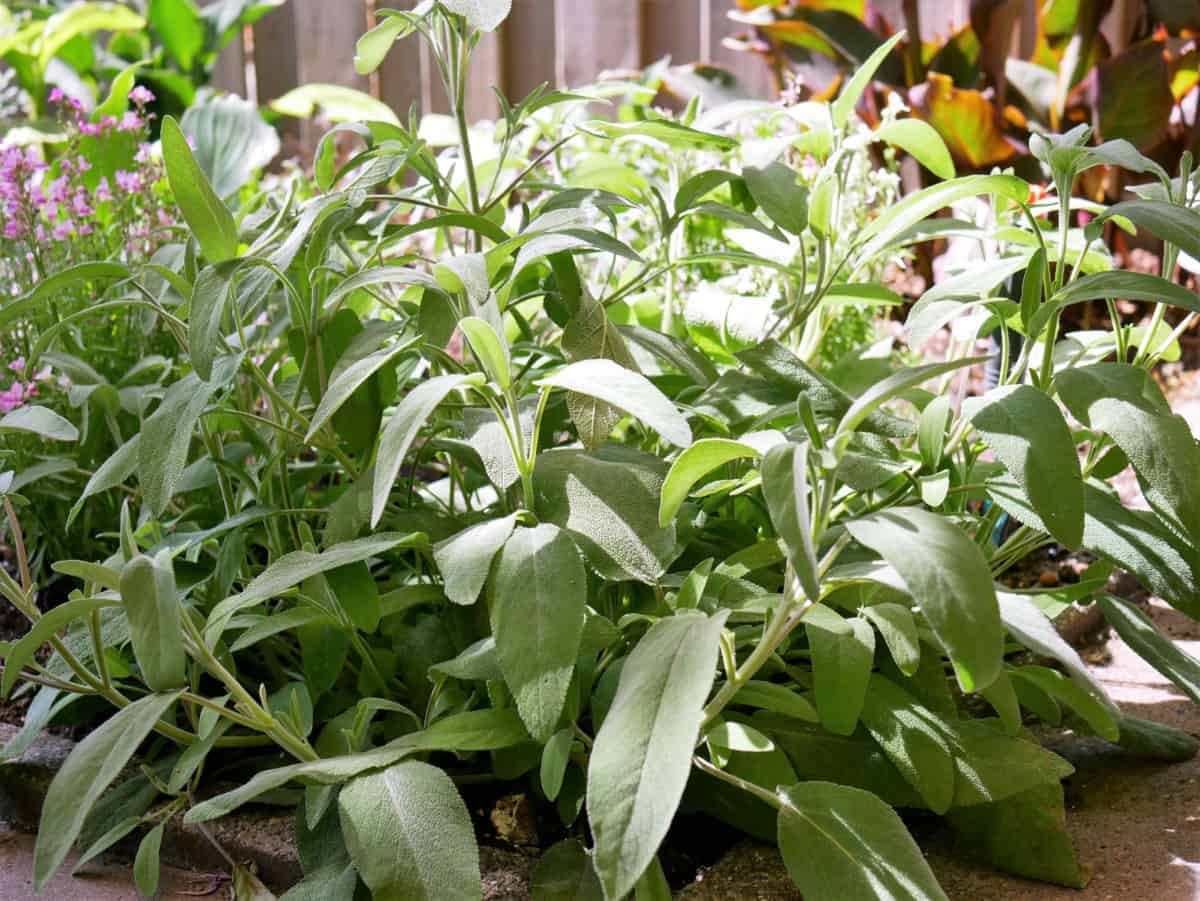 Salie - Diana's mooie moestuin