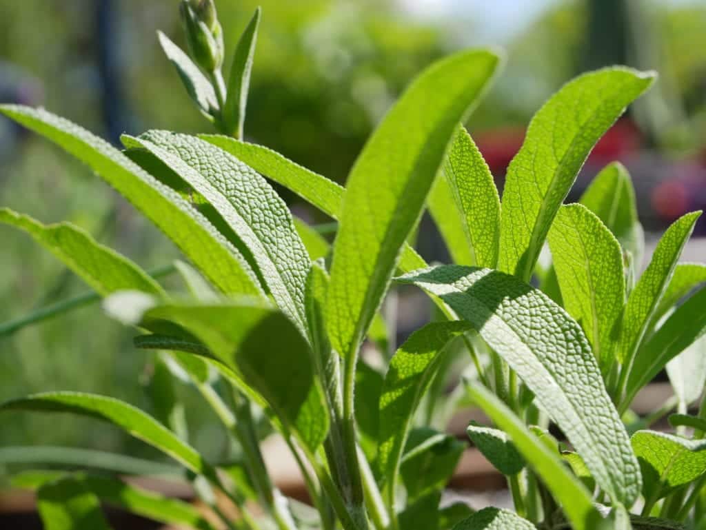 Salie - Diana's mooie moestuin