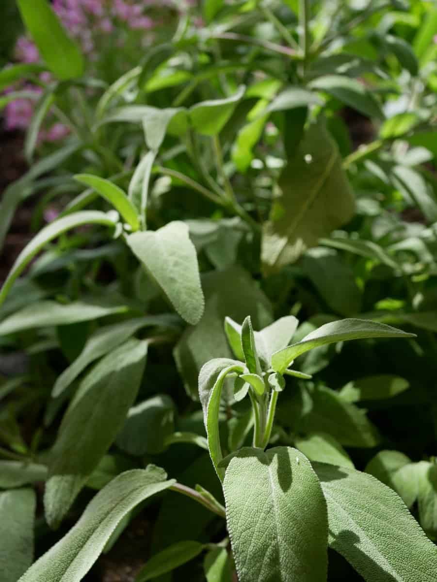 Salie - Diana's mooie moestuin