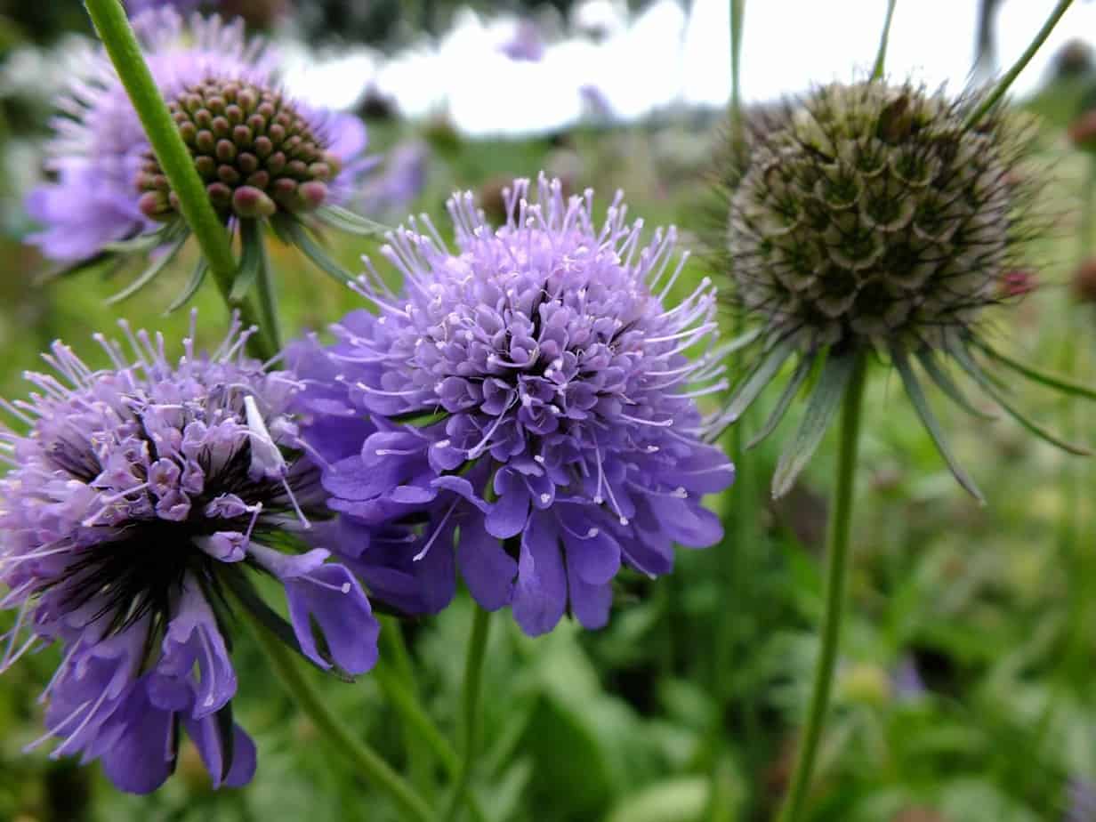 Scabiosa - Diana's mooie moestuin