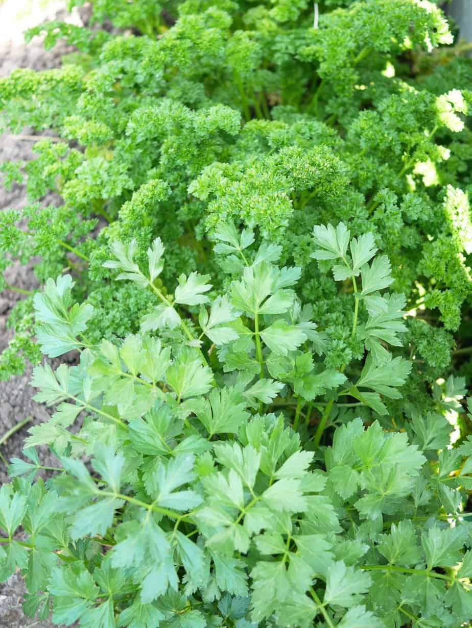Peterselie - Diana's mooie moestuin