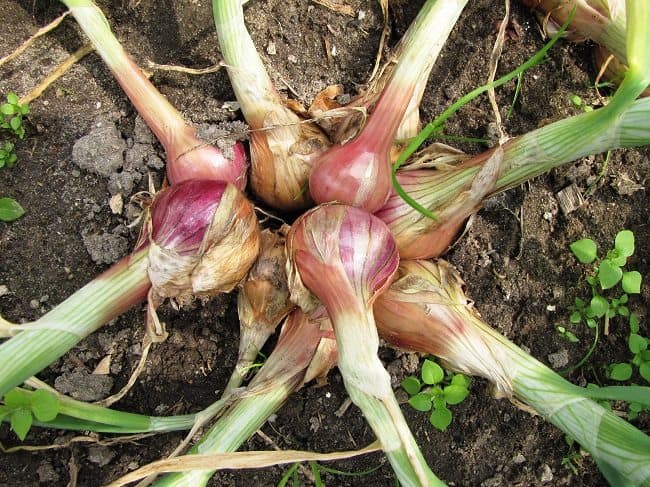 Sjalot - Diana's mooie moestuin