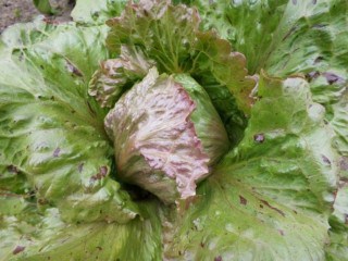 IJsbergsla - Diana's mooie moestuin