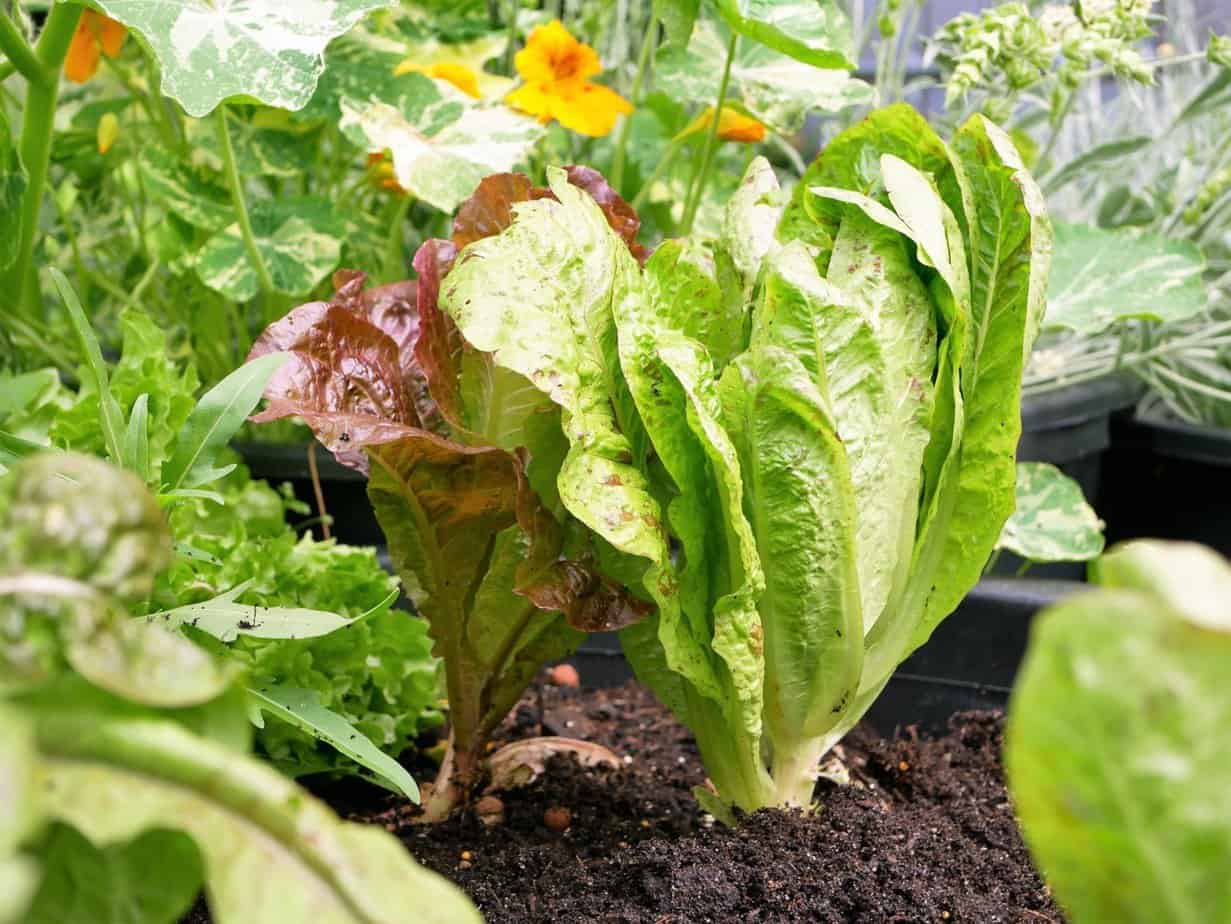 Sla - Diana's mooie moestuin