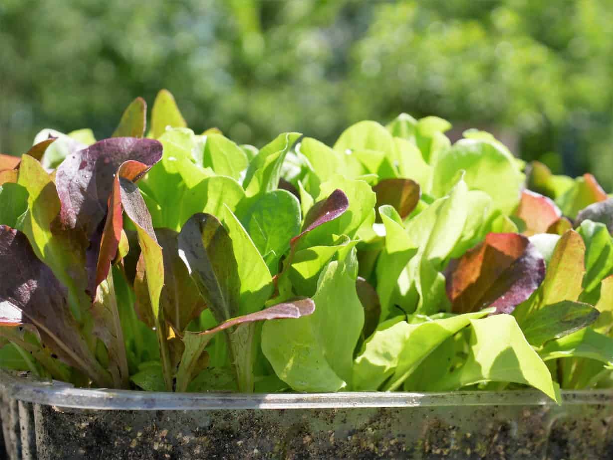 Eindelijk een goede zaaitray - Diana's mooie moestuin