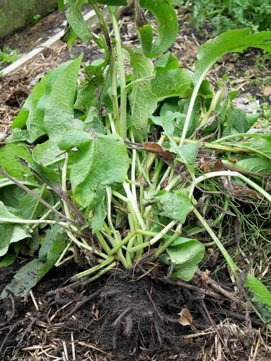 Geneeskrachtig - Diana's mooie moestuin