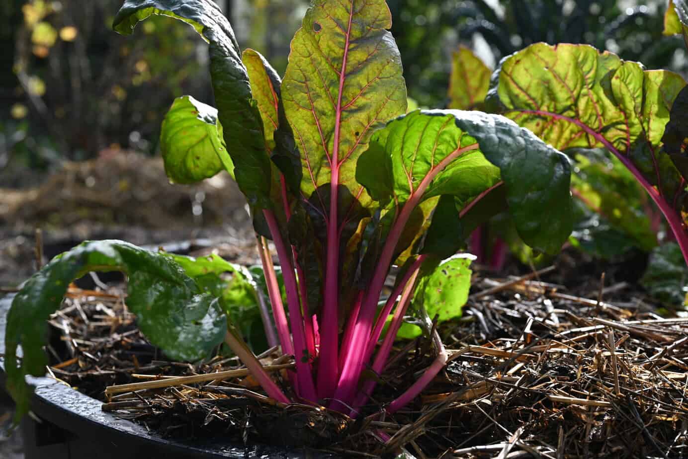1000 dingen - Diana's mooie moestuin