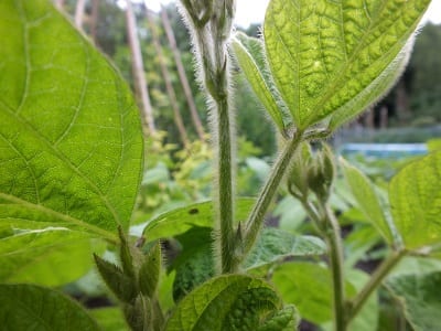 Sojaboon - Diana's mooie moestuin