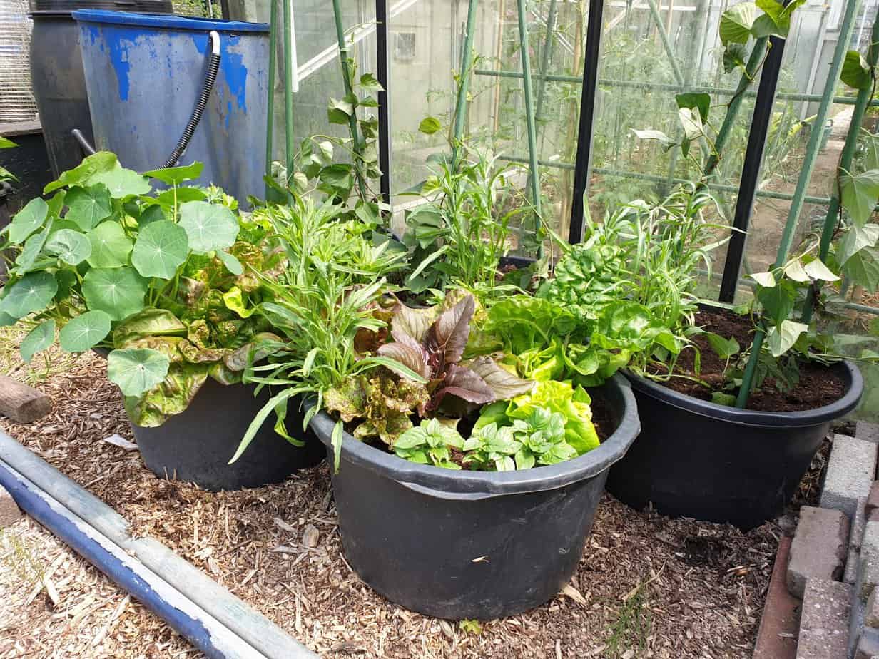 Mini-moestuin - Diana's mooie moestuin