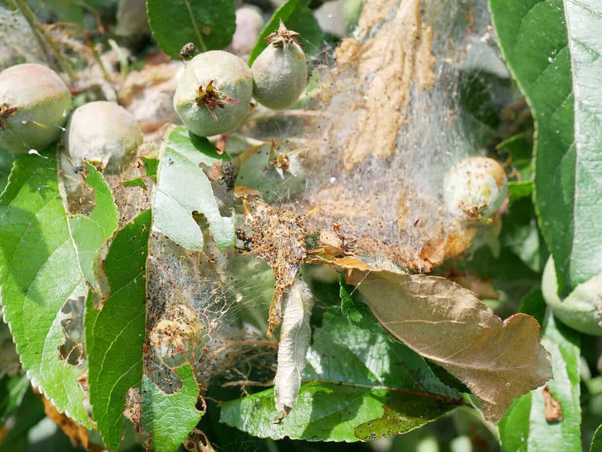 Stippelmot - Diana's mooie moestuin