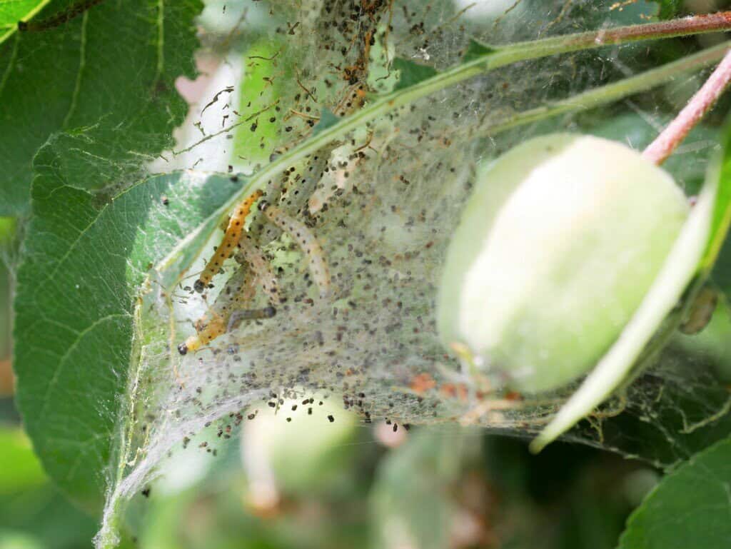 Stippelmot - Diana's mooie moestuin