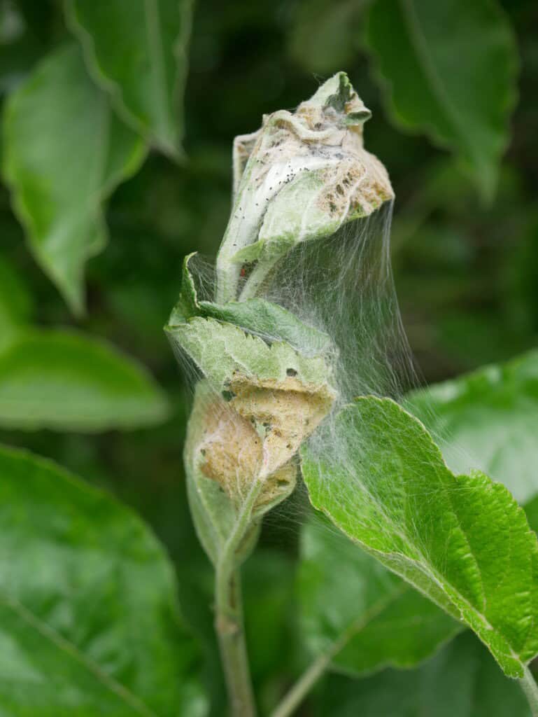 Stippelmot - Diana's mooie moestuin