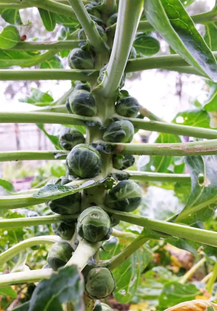 Spruitkool - Diana's mooie moestuin