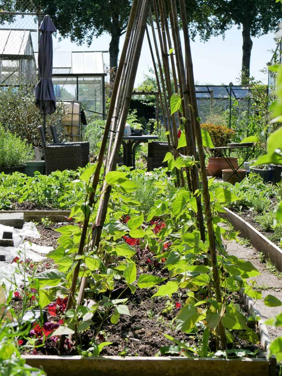 Vragen - Diana's mooie moestuin