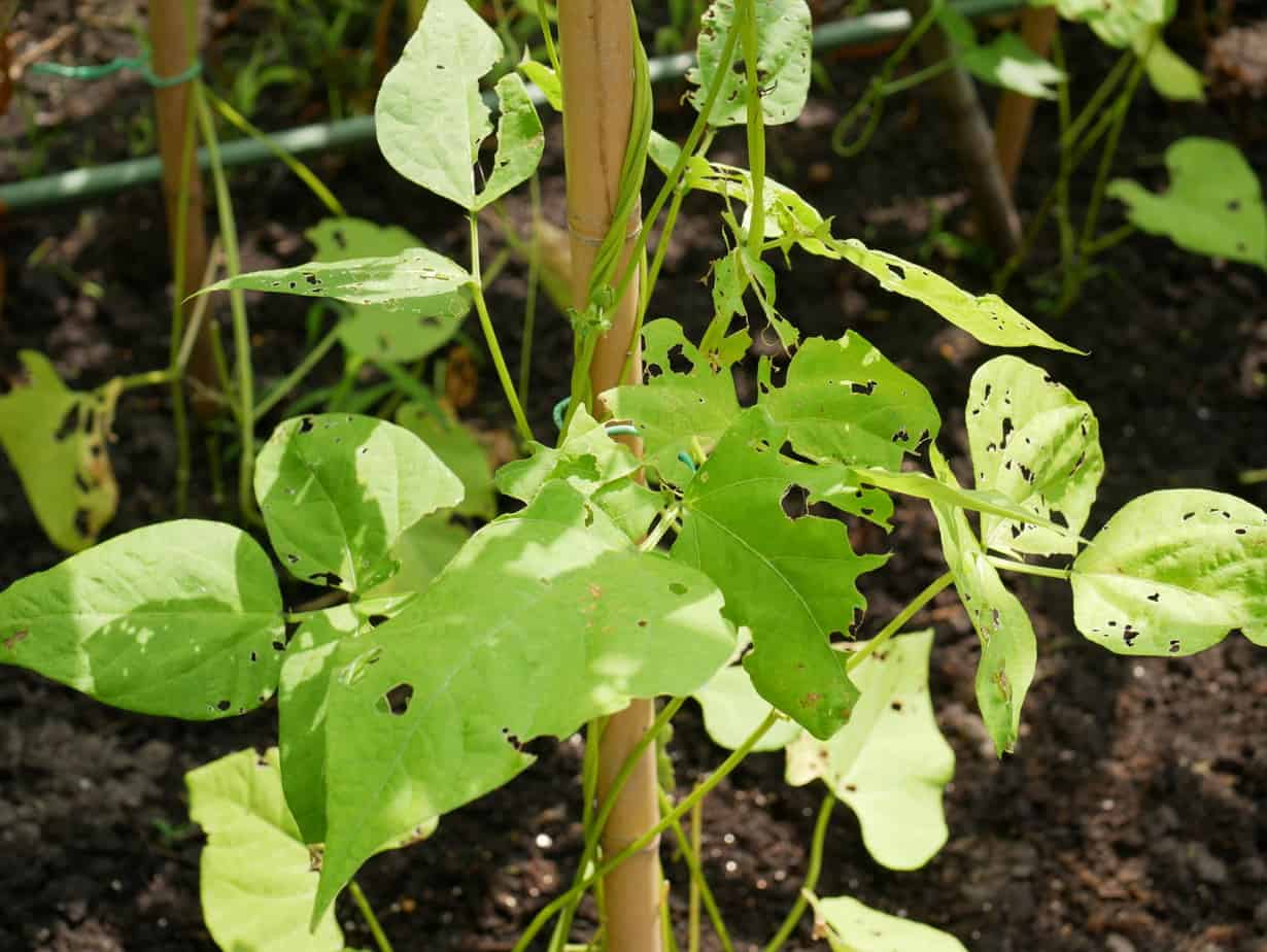 Gedeelde smart... - Diana's mooie moestuin