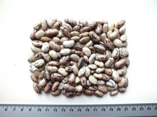 Boontjes - Diana's mooie moestuin