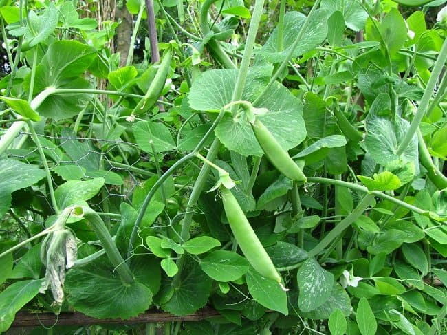 Peul en erwt - Diana's mooie moestuin