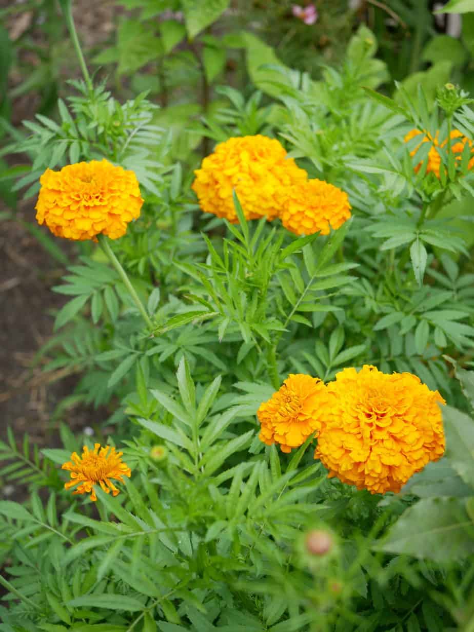 Tagetes erecta - Diana's mooie moestuin