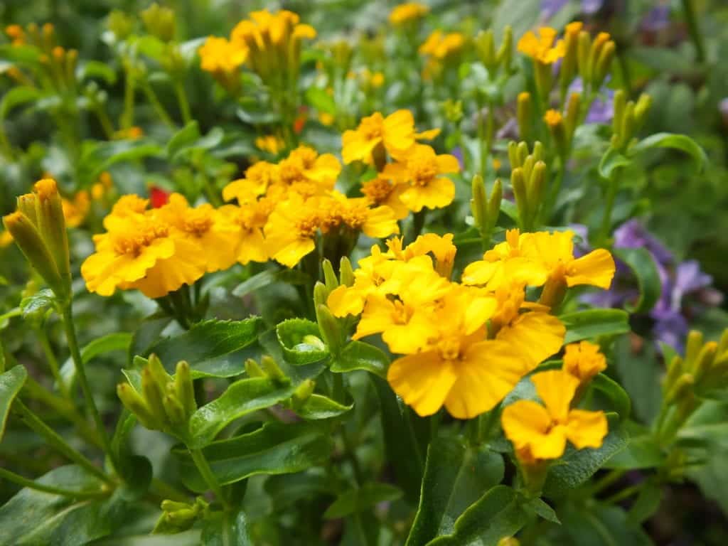 Tagetes lucida - Diana's mooie moestuin