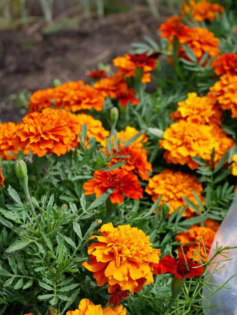 Tagetes patula - Diana's mooie moestuin