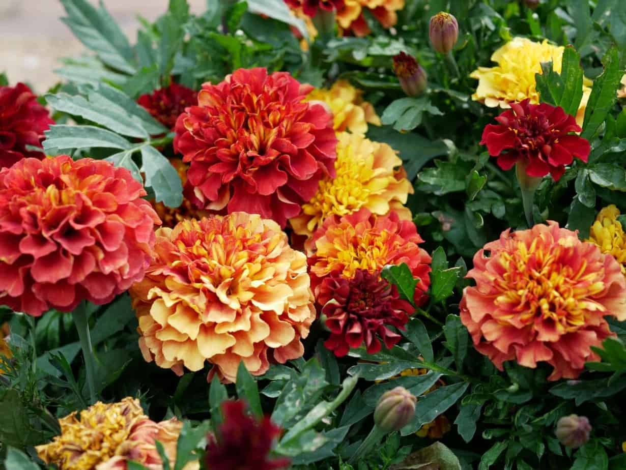 Tagetes patula – Diana's mooie moestuin