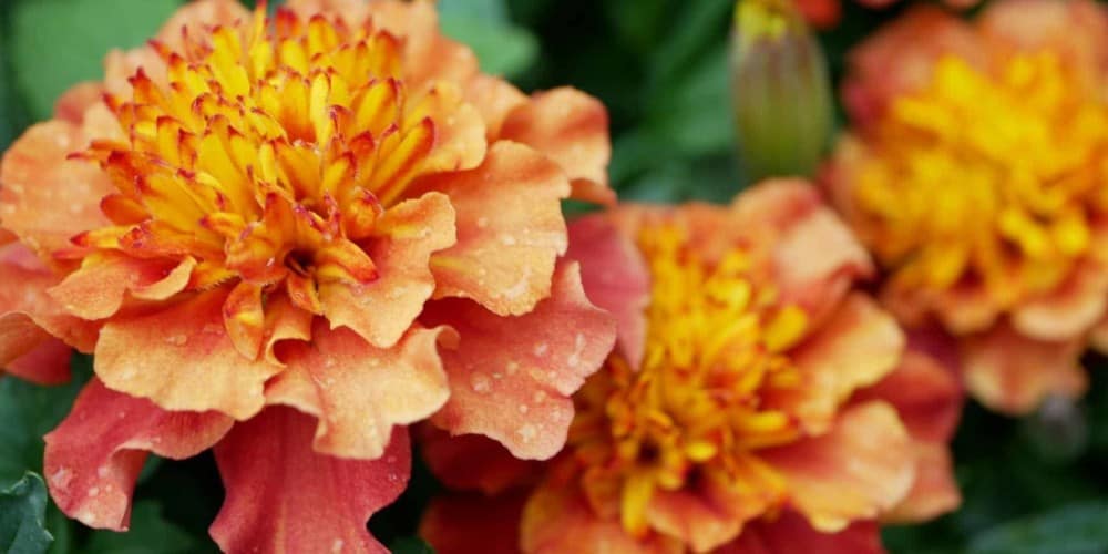 Tagetes patula – Diana's mooie moestuin
