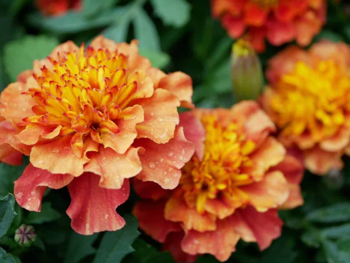 Tagetes patula – Diana's mooie moestuin