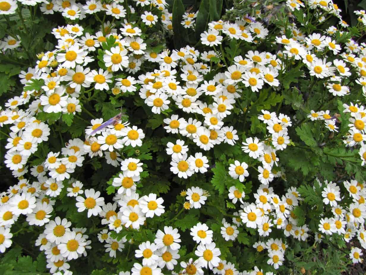 Tanacetum parthenium - Diana's mooie moestuin