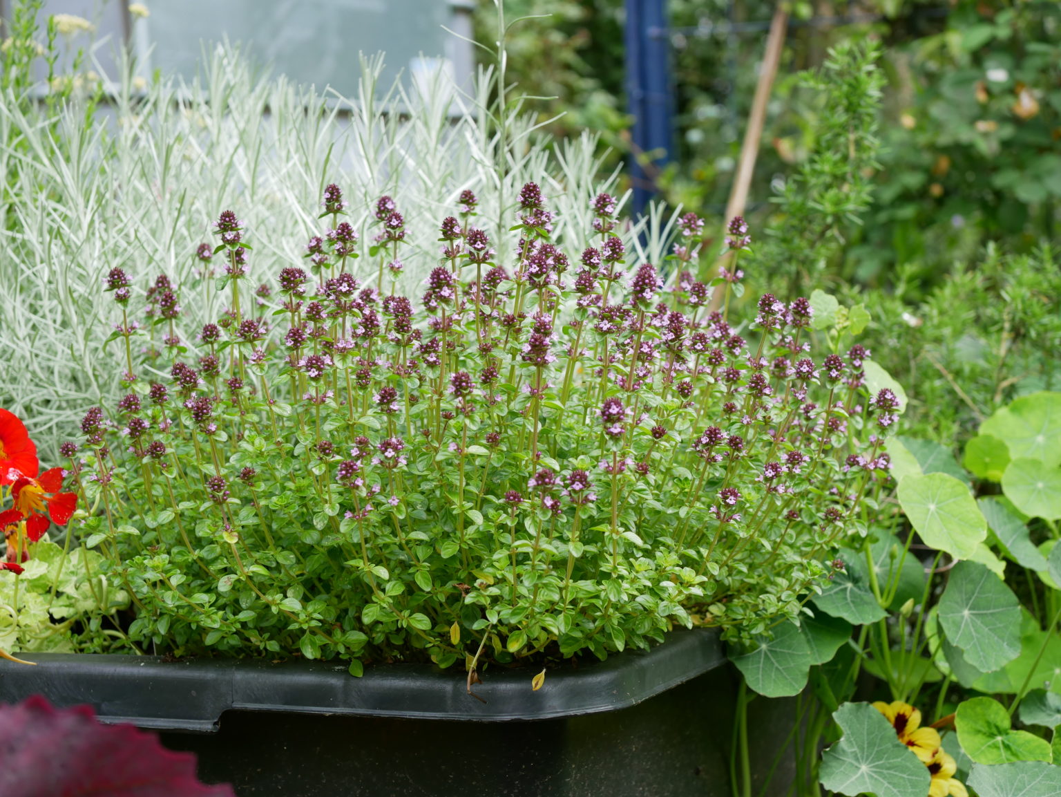 Tijm - Diana's mooie moestuin