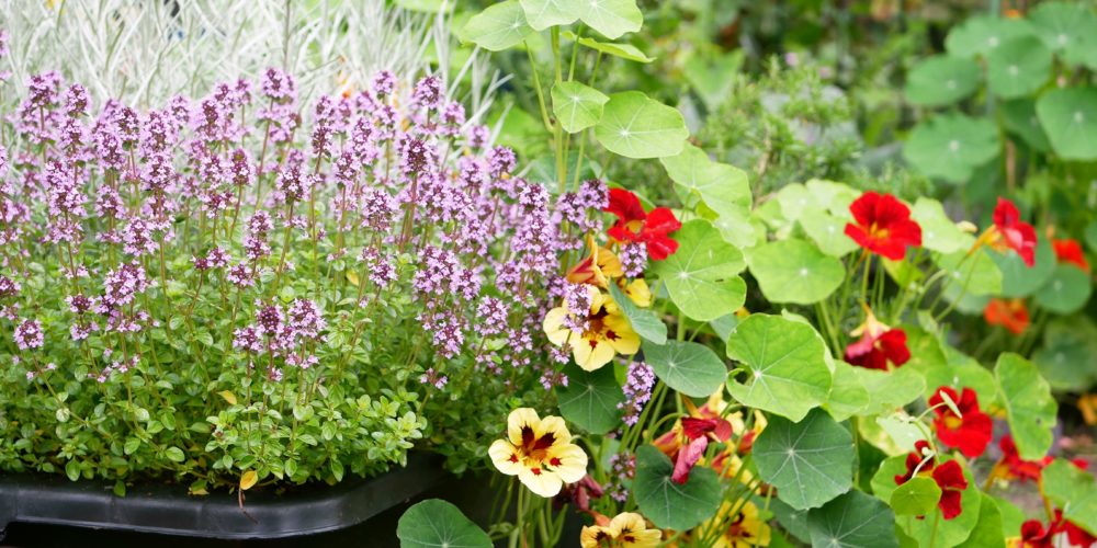 Tijm - Diana's mooie moestuin