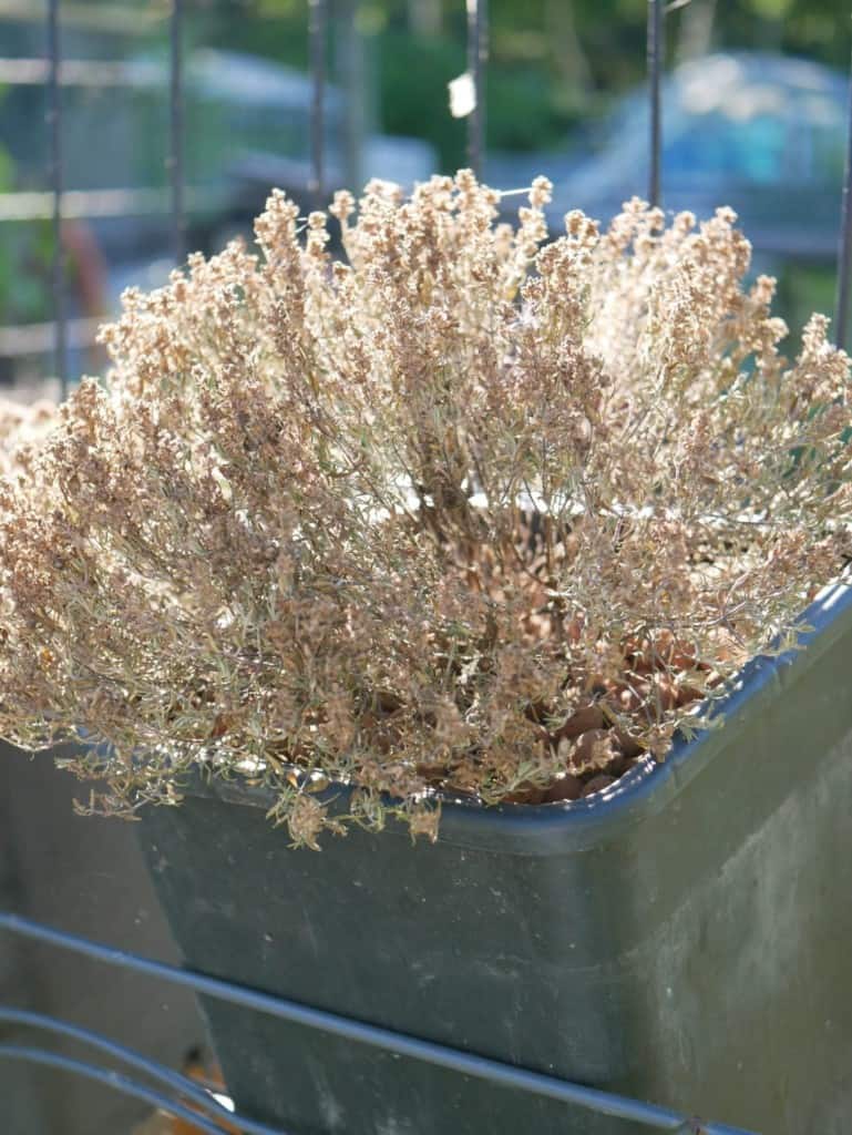 Tijm - Diana's mooie moestuin