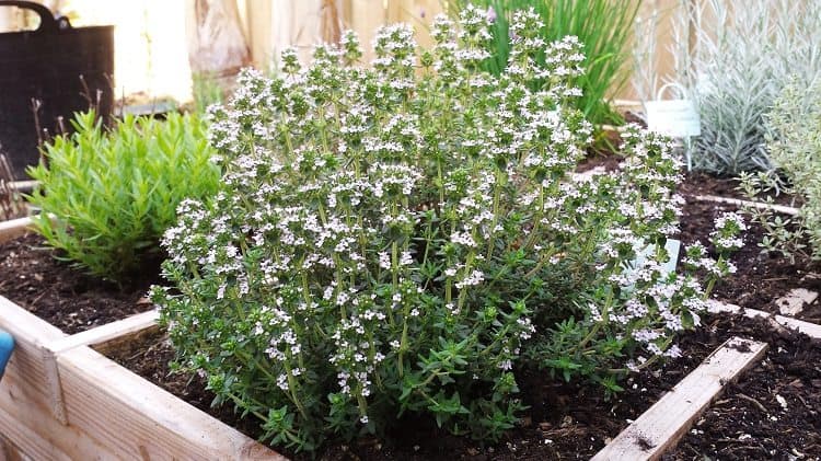 Tijm - Diana's mooie moestuin