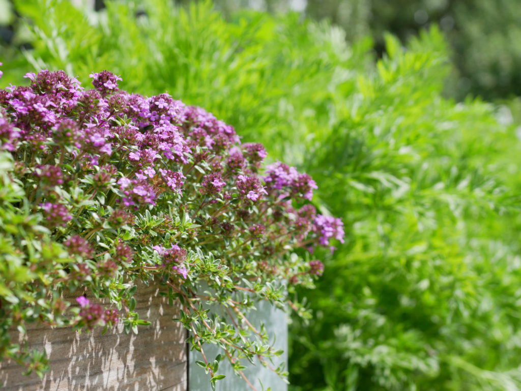 Tijm - Diana's mooie moestuin