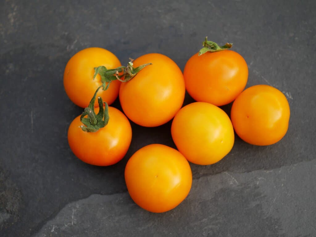 Tomaten - Diana's mooie moestuin
