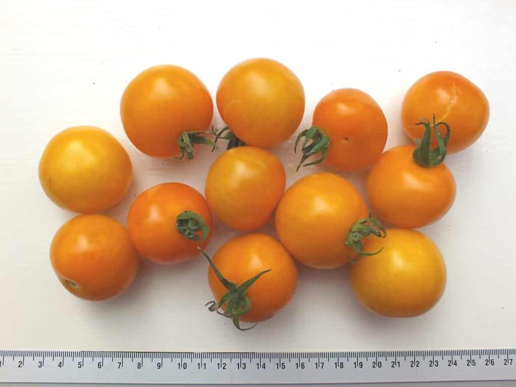 Amber Coloured - Diana's mooie moestuin