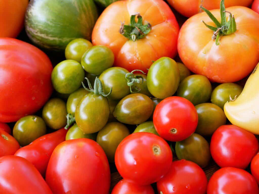 Tomaten - Diana's mooie moestuin