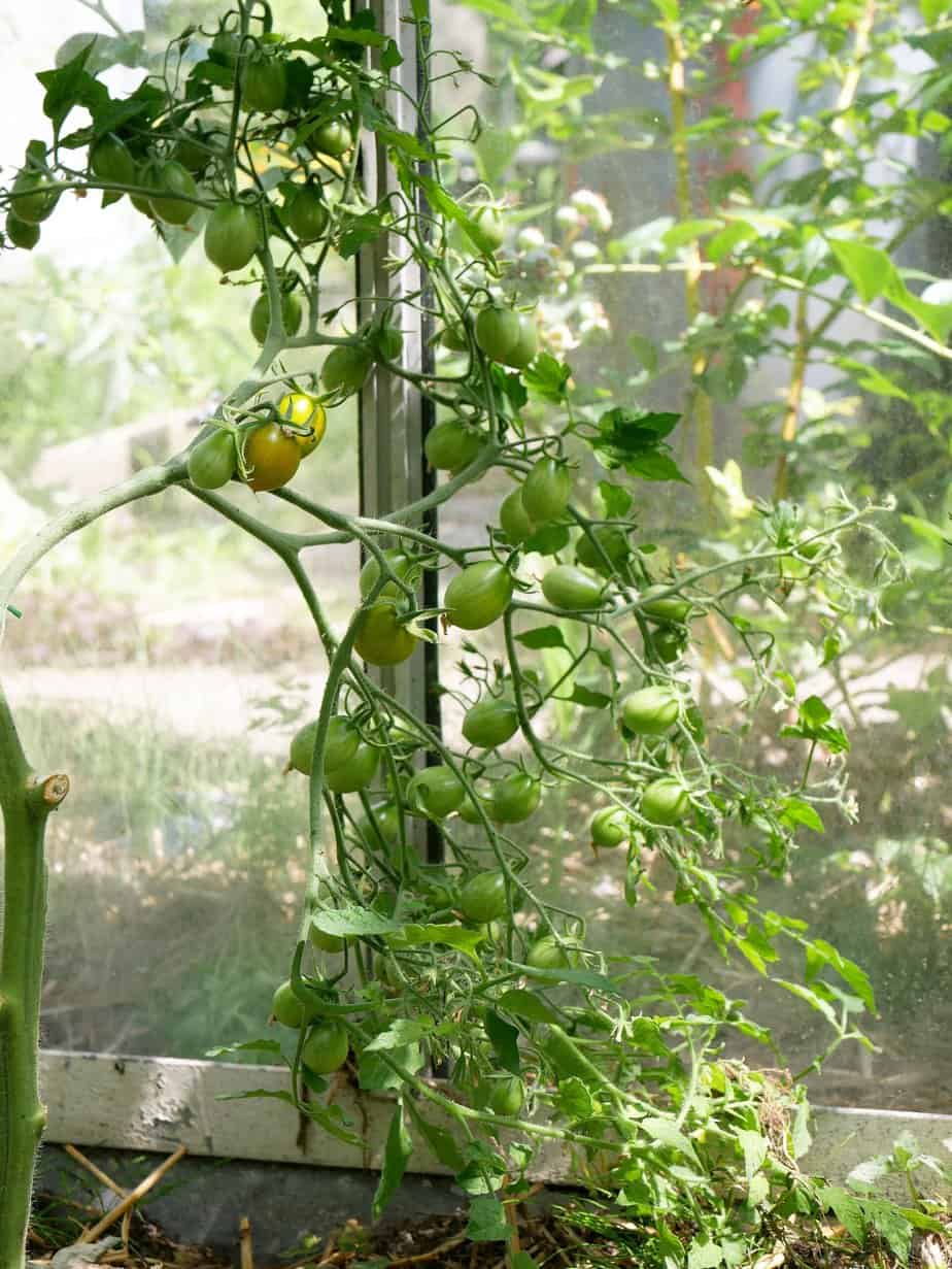 Amber Keyes - Diana's mooie moestuin