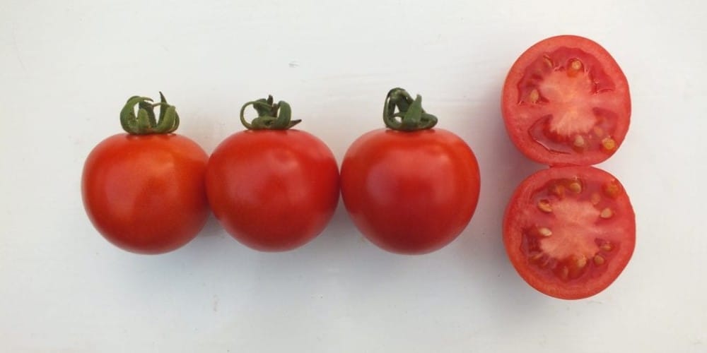 Amy's Sugar Gem - Diana's mooie moestuin