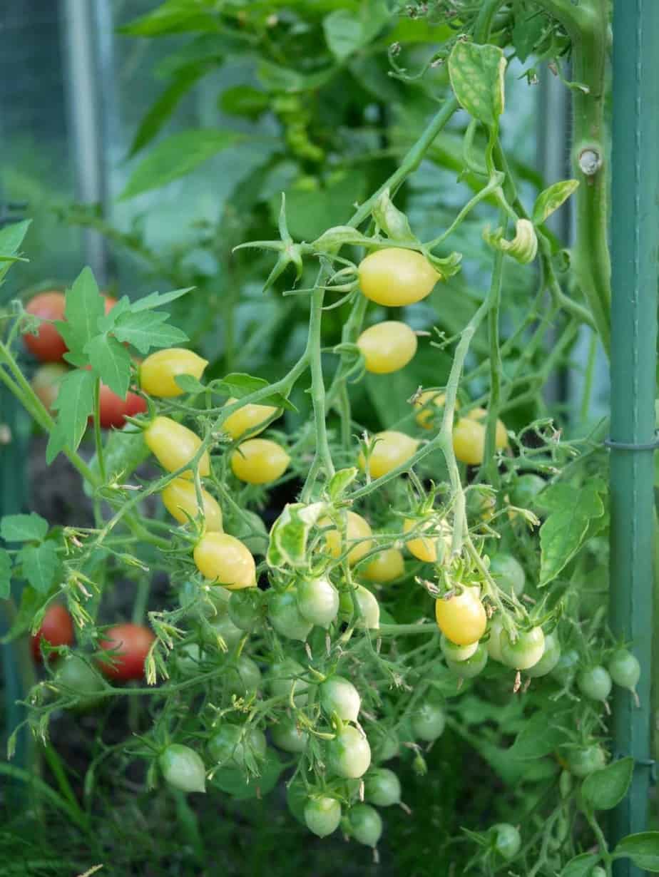 Multiflora - Diana's mooie moestuin